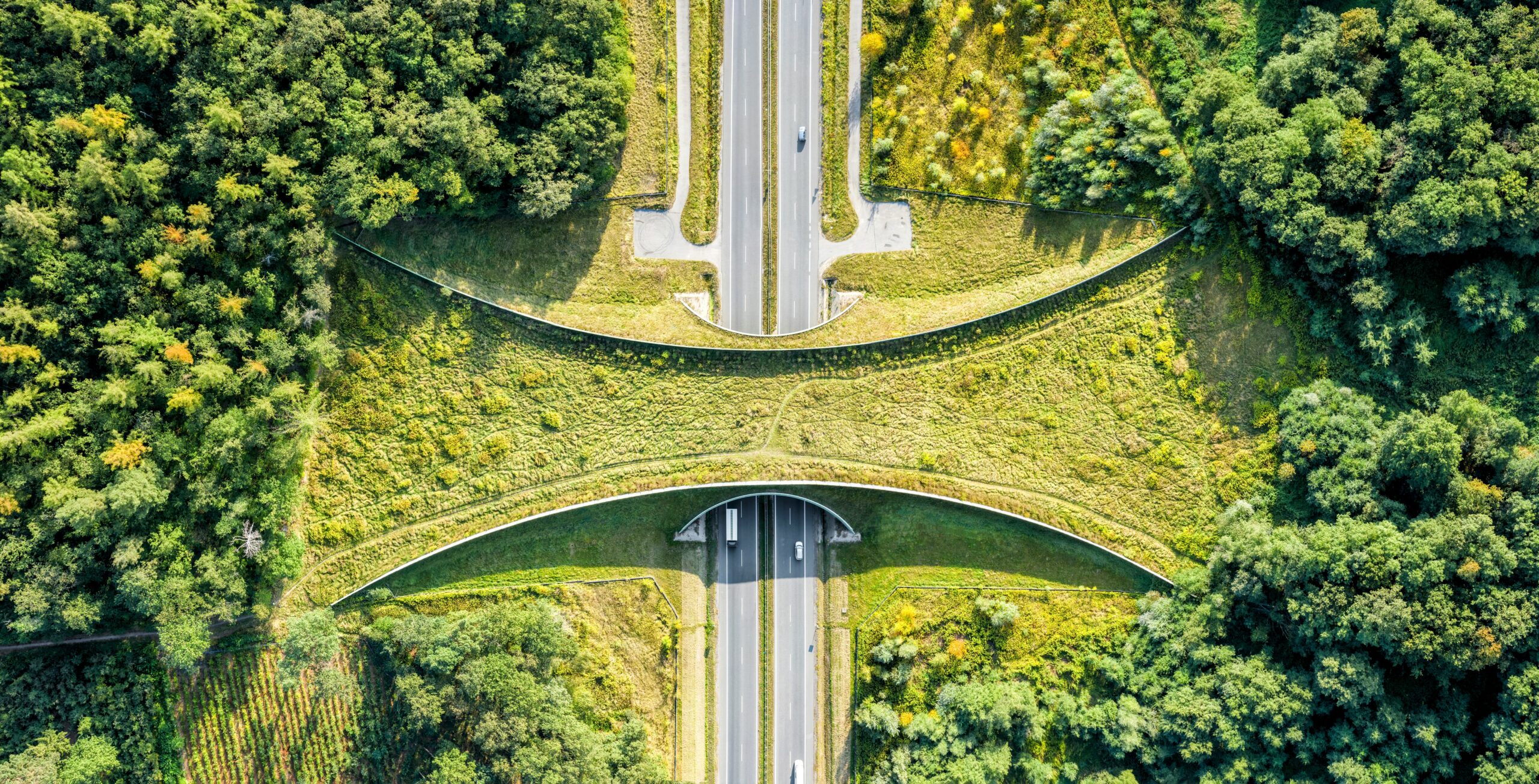Wildlife crossings save lives and money in Washington state - Earth.com