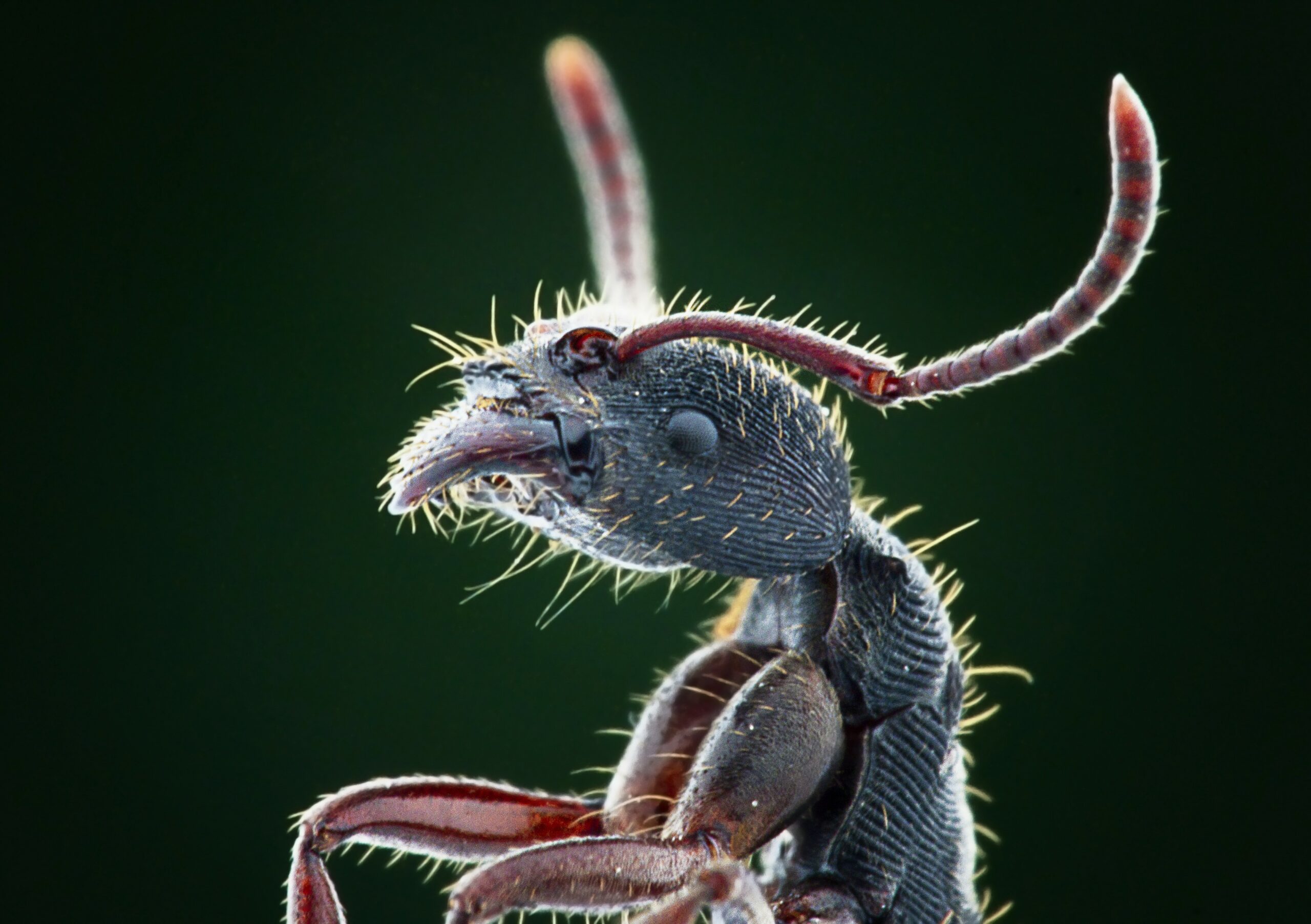 Ant queens have a secret weapon to slow down aging • Earth.com