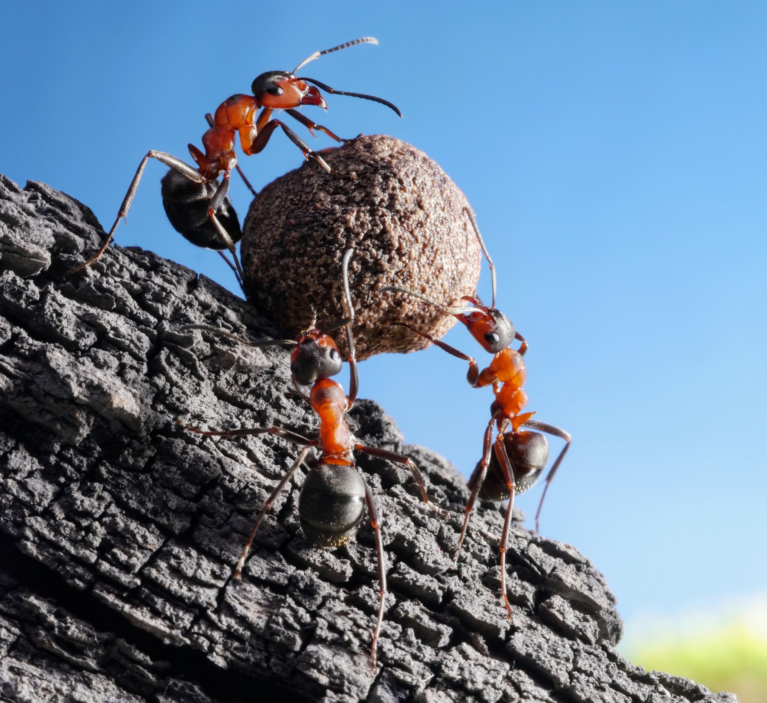 New Ant Species Discovered New Ant Species Discovered