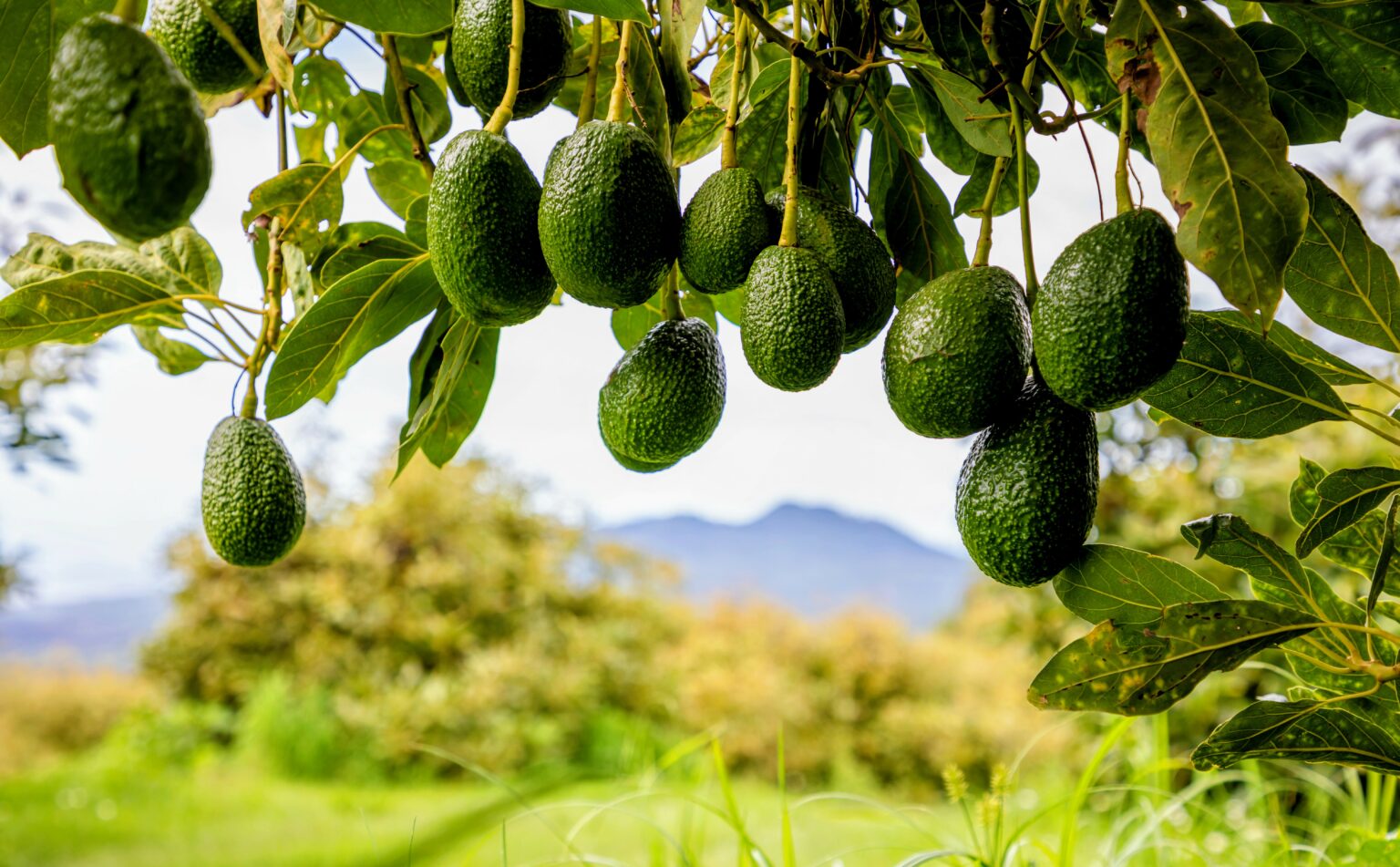 Weevil pheromones could save California’s avocado orchards • Earth.com