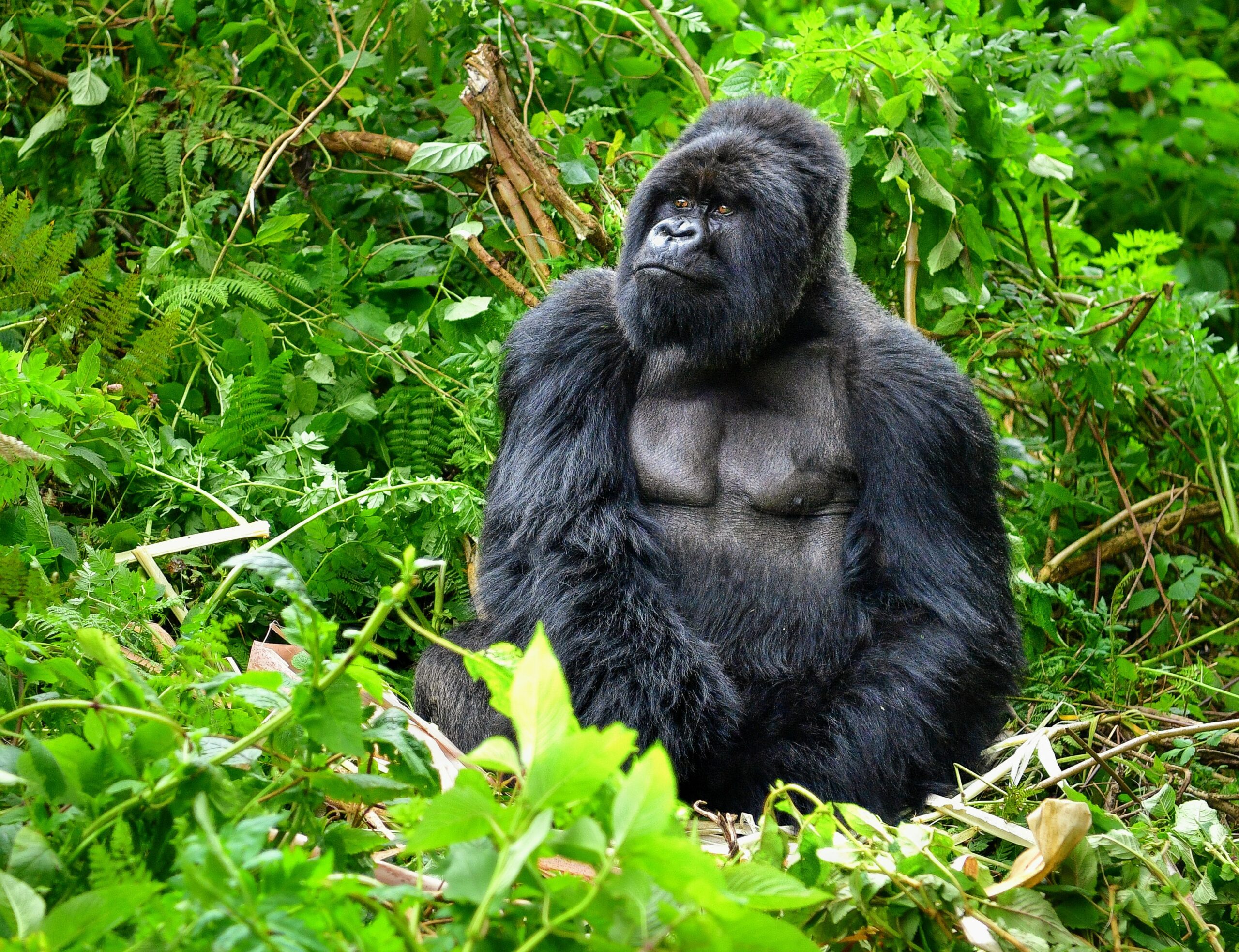 Protecting great apes from tourists - Earth.com