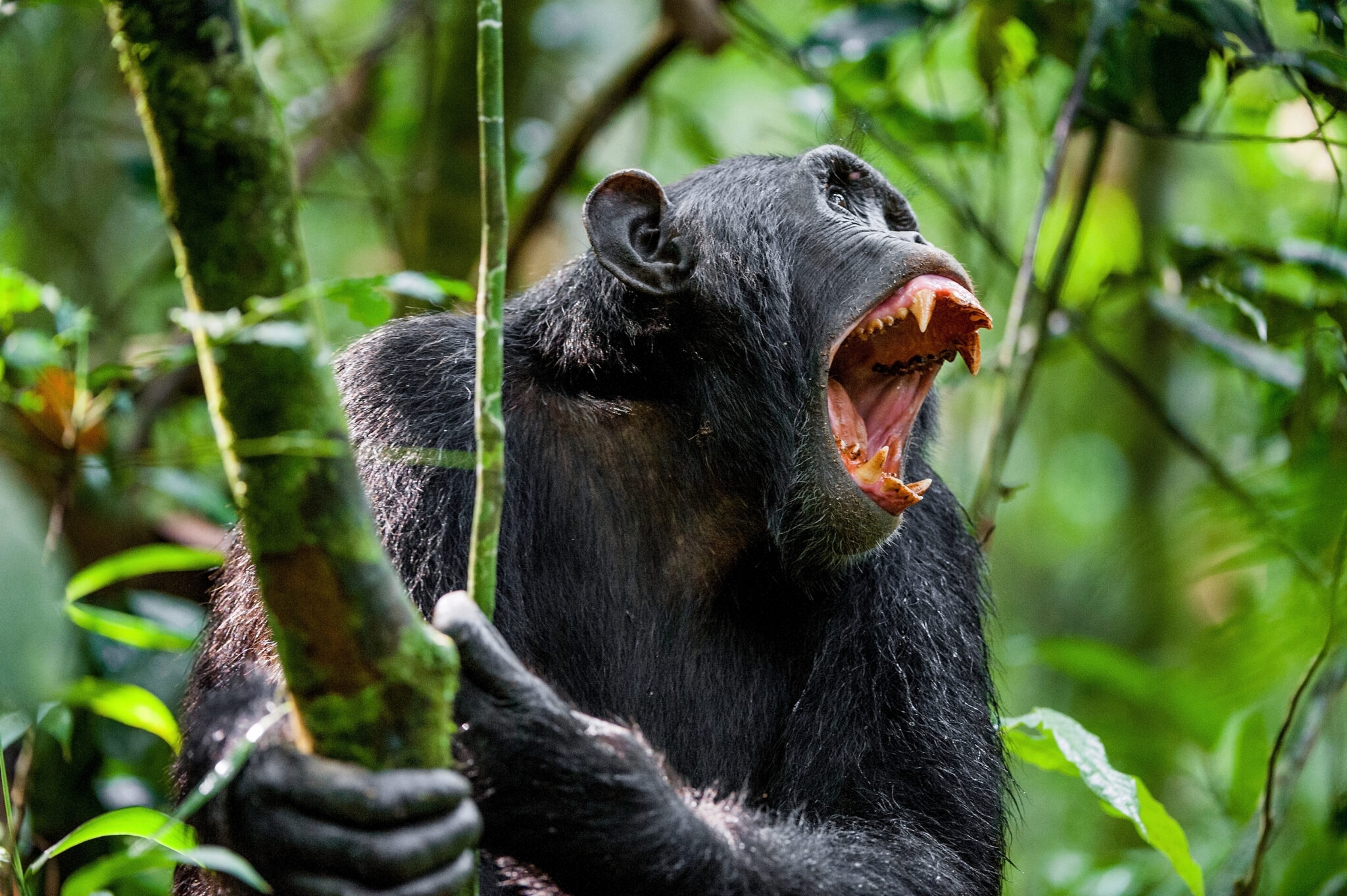Chimpanzees use distinctive drumming styles to communicate • Earth.com