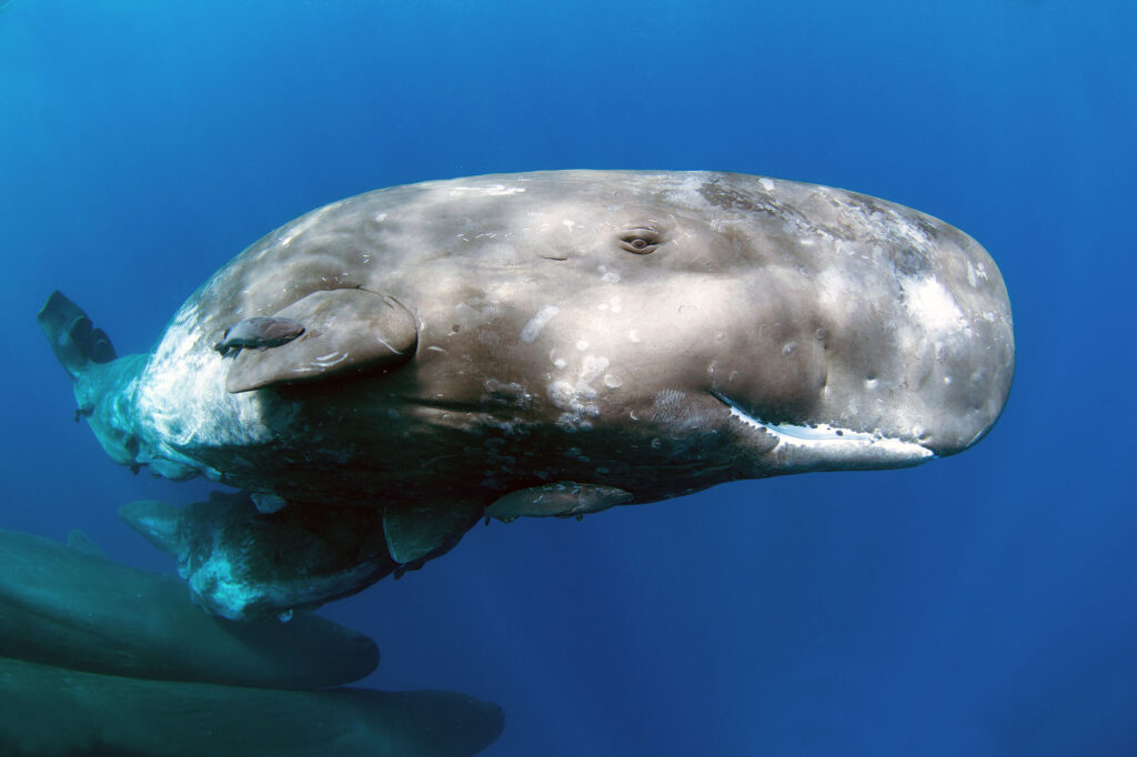 Sperm Whale - Earth.com
