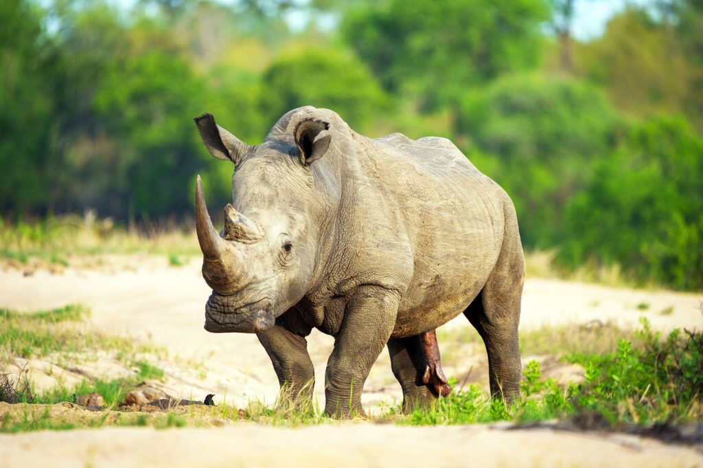Earth 30 Biggest Animals on Earth - Earth.com