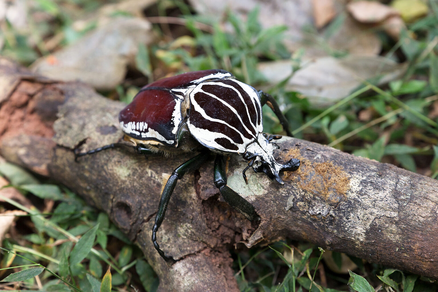 Goliath beetle - Earth.com Goliath beetle