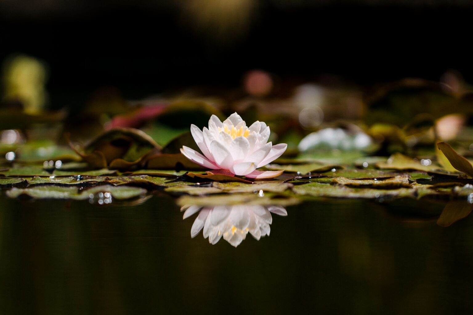What Color is a Lotus Flower and Why? - Earth.com