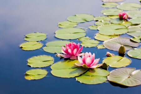 Where Does the Lotus Flower Grow? - Earth.com