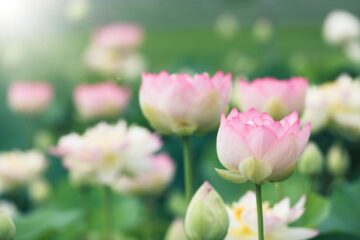 How Does a Lotus Flower Grow: The Life Cycle of a Lotus • Earth.com