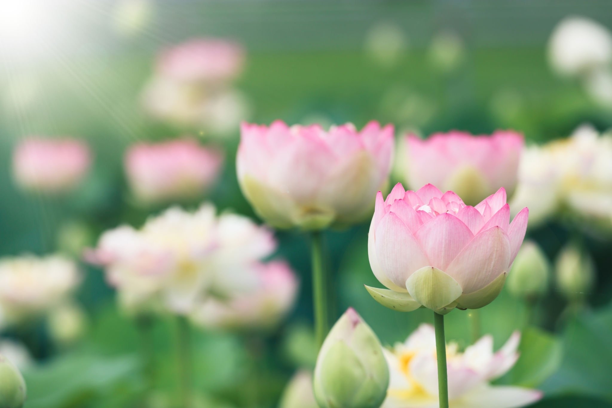 How Does A Lotus Flower Grow The Life Cycle Of A Lotus Earth