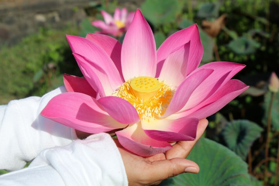 How Does a Lotus Flower Grow: The Life Cycle of a Lotus - Earth.com