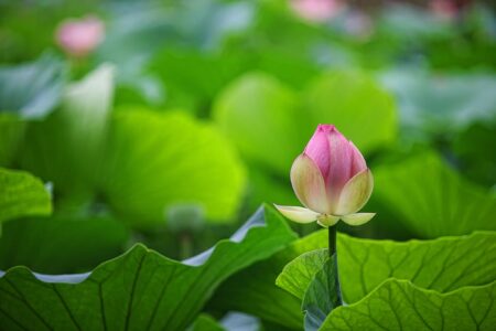 How Does a Lotus Flower Grow: The Life Cycle of a Lotus - Earth.com