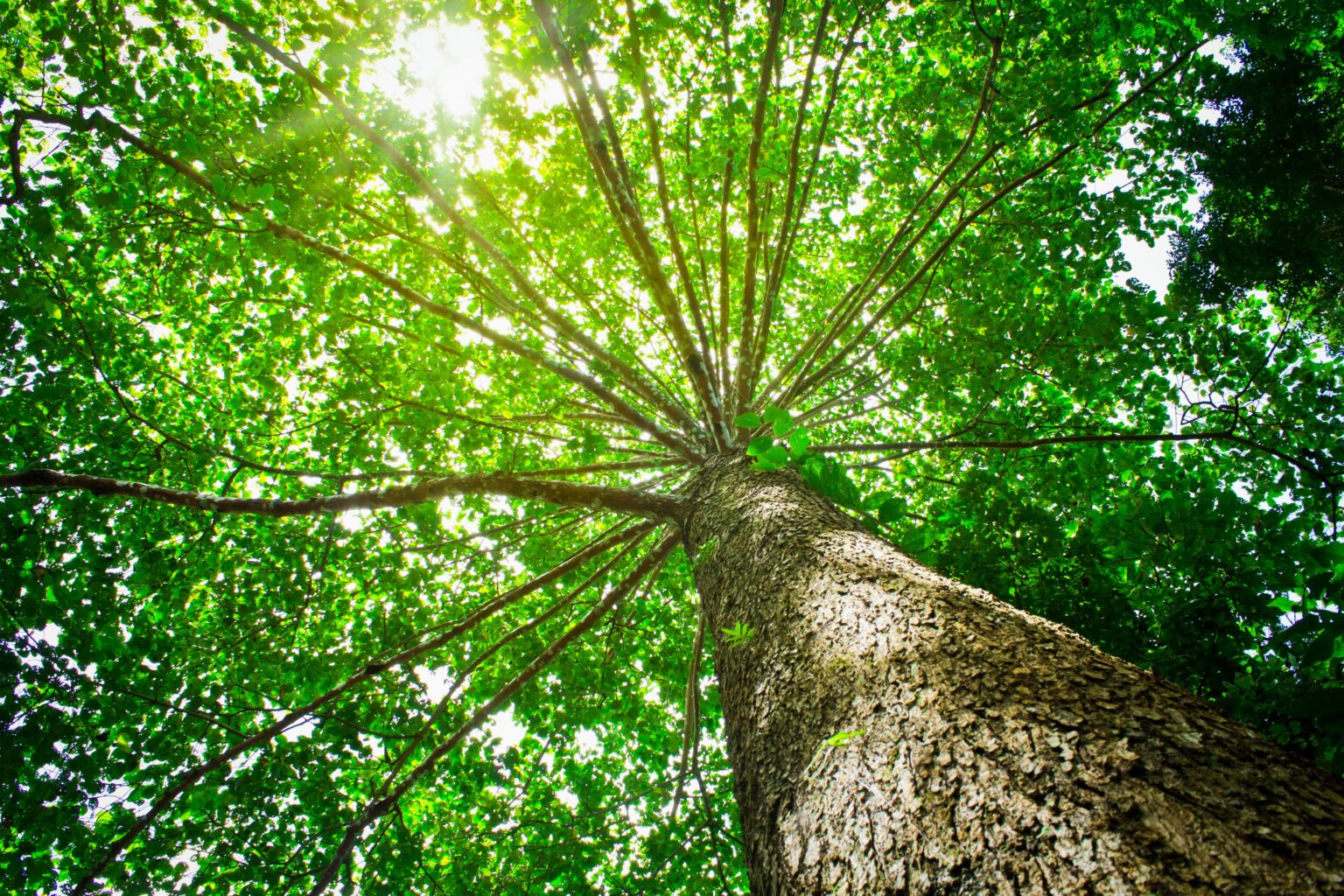 Forest canopy leaves are losing their cooling ability • Earth.com