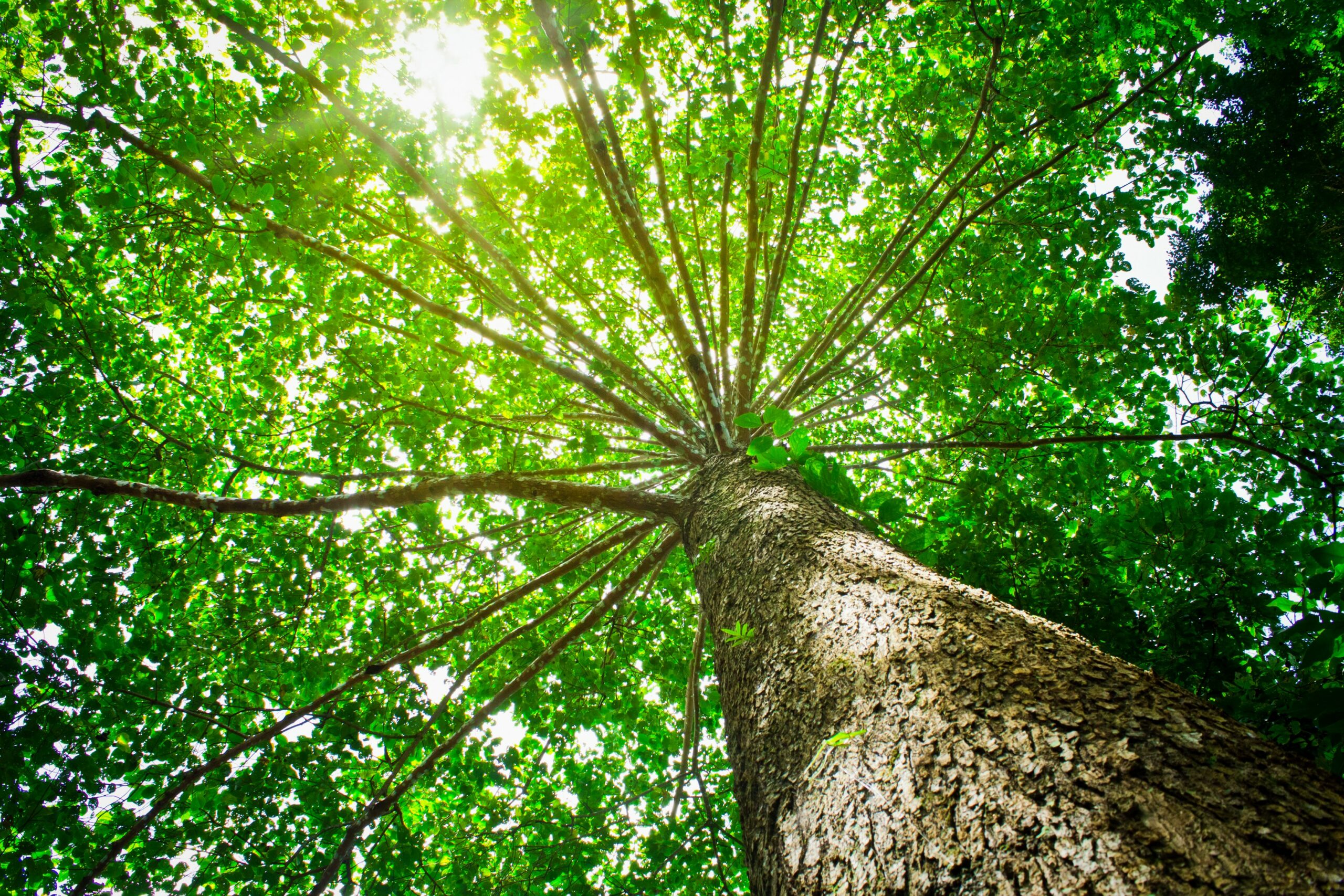Forest Canopy Leaves Are Losing Their Cooling Ability Earth