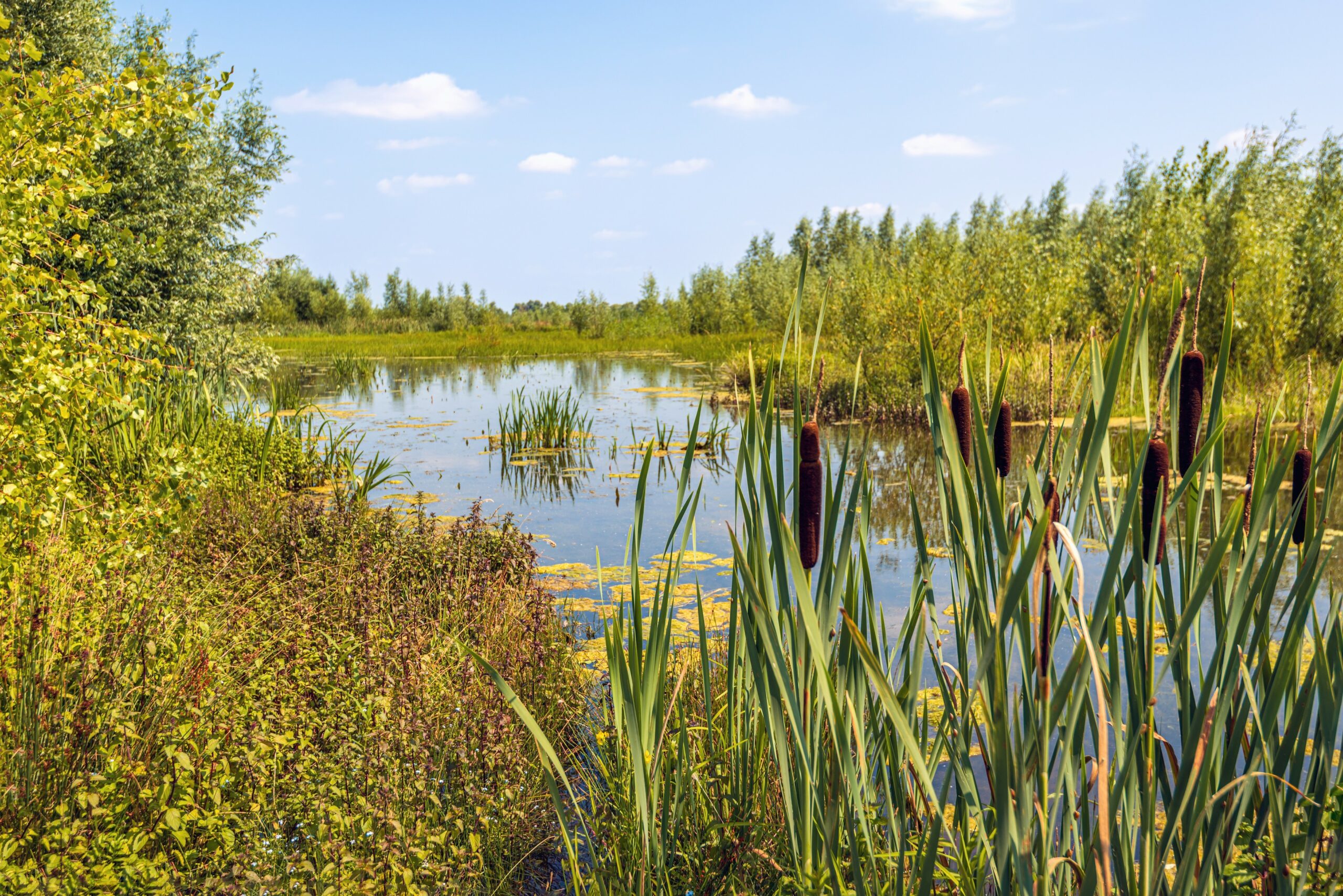 Marsh Plants Marsh Plants