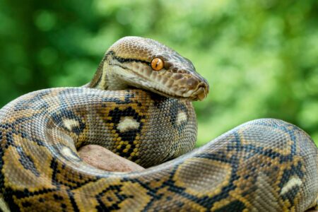 How can pythons eat prey as large as a deer? • Earth.com