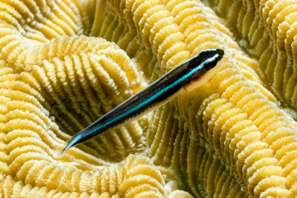 Neon gobies decide when to hatch their embryos • Earth.com