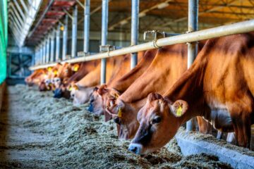 Changing animal feed could supply food for one billion people • Earth.com
