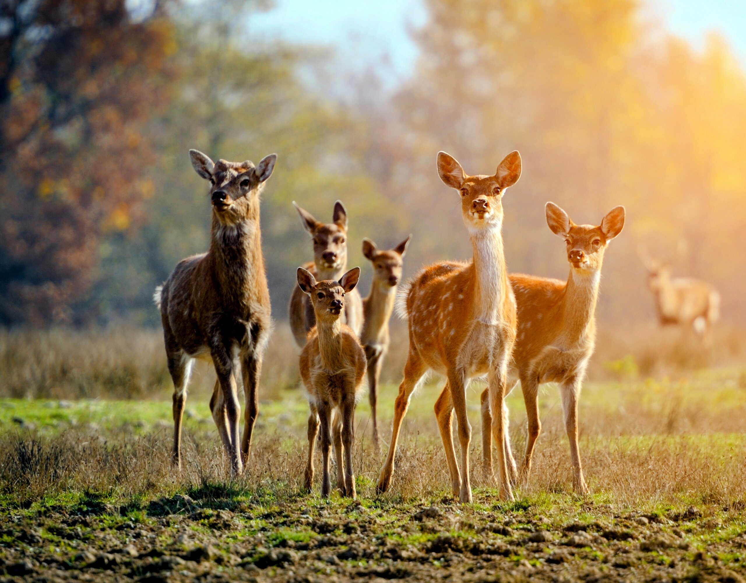 Tick-carrying deer are living in the suburbs - Earth.com