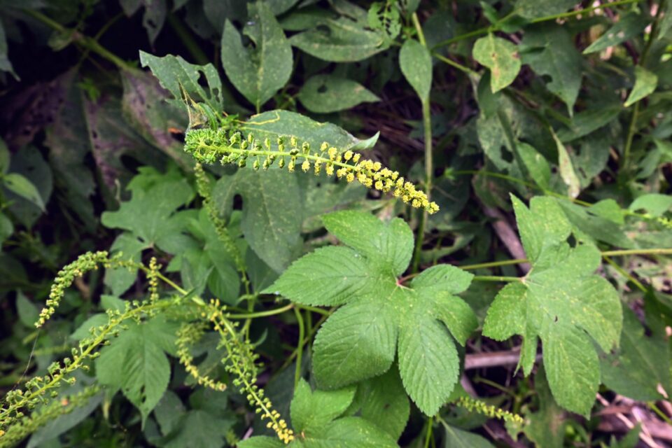 What makes ragweed so successful as an invasive species? • Earth.com