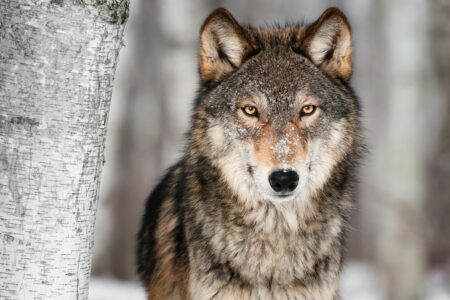 Wolves can show attachment toward humans • Earth.com