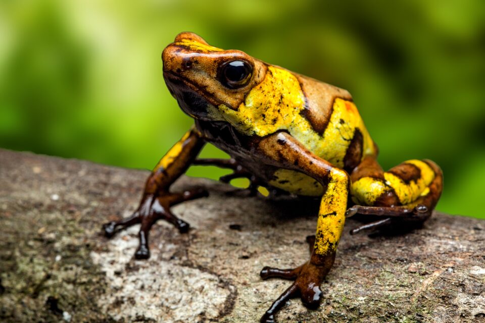 Massive spike in malaria linked to amphibian die-off • Earth.com