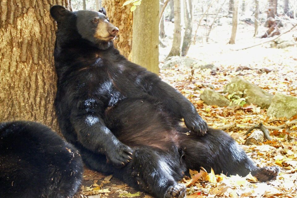 How hibernating bears could help treat human diabetes • Earth.com