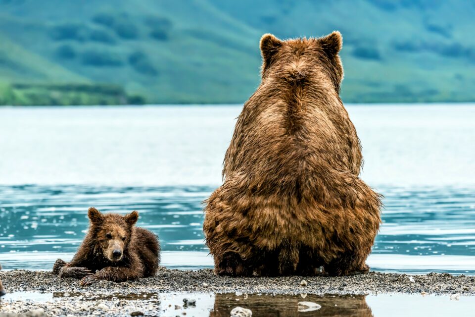 Gut microbes help bears gain weight regardless of diet • Earth.com