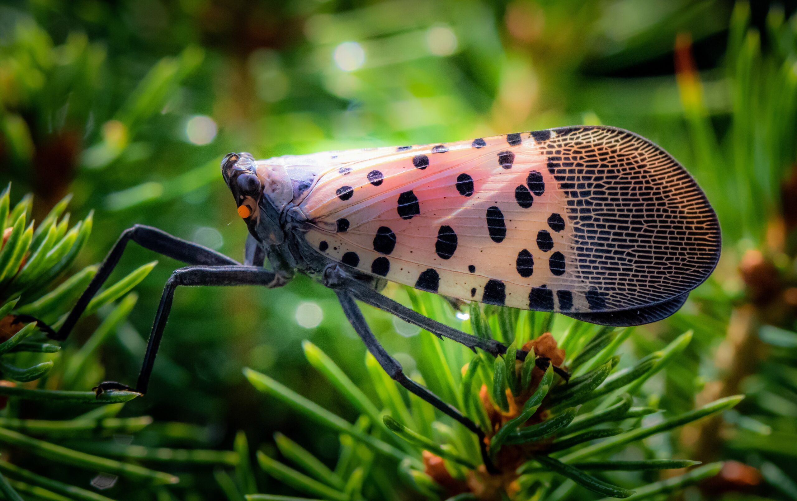 Honeydew secretions could be used to manage crop pests - Earth.com