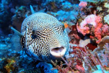 How do fish survive the intense pressure of deep water? • Earth.com