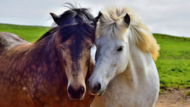 Earth Animals • Earth.com