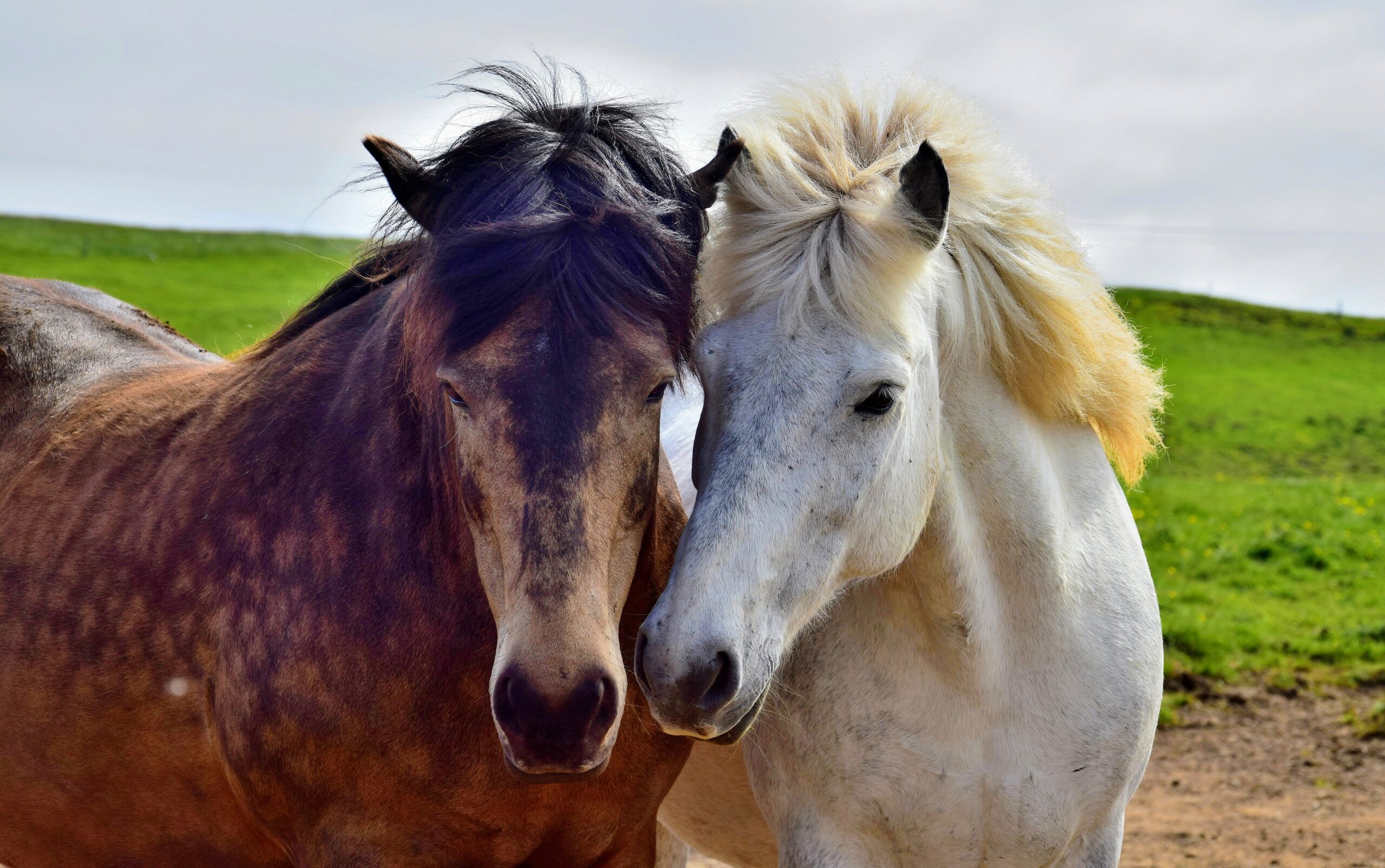Proper food and company reduce stress in captive animals - Earth.com