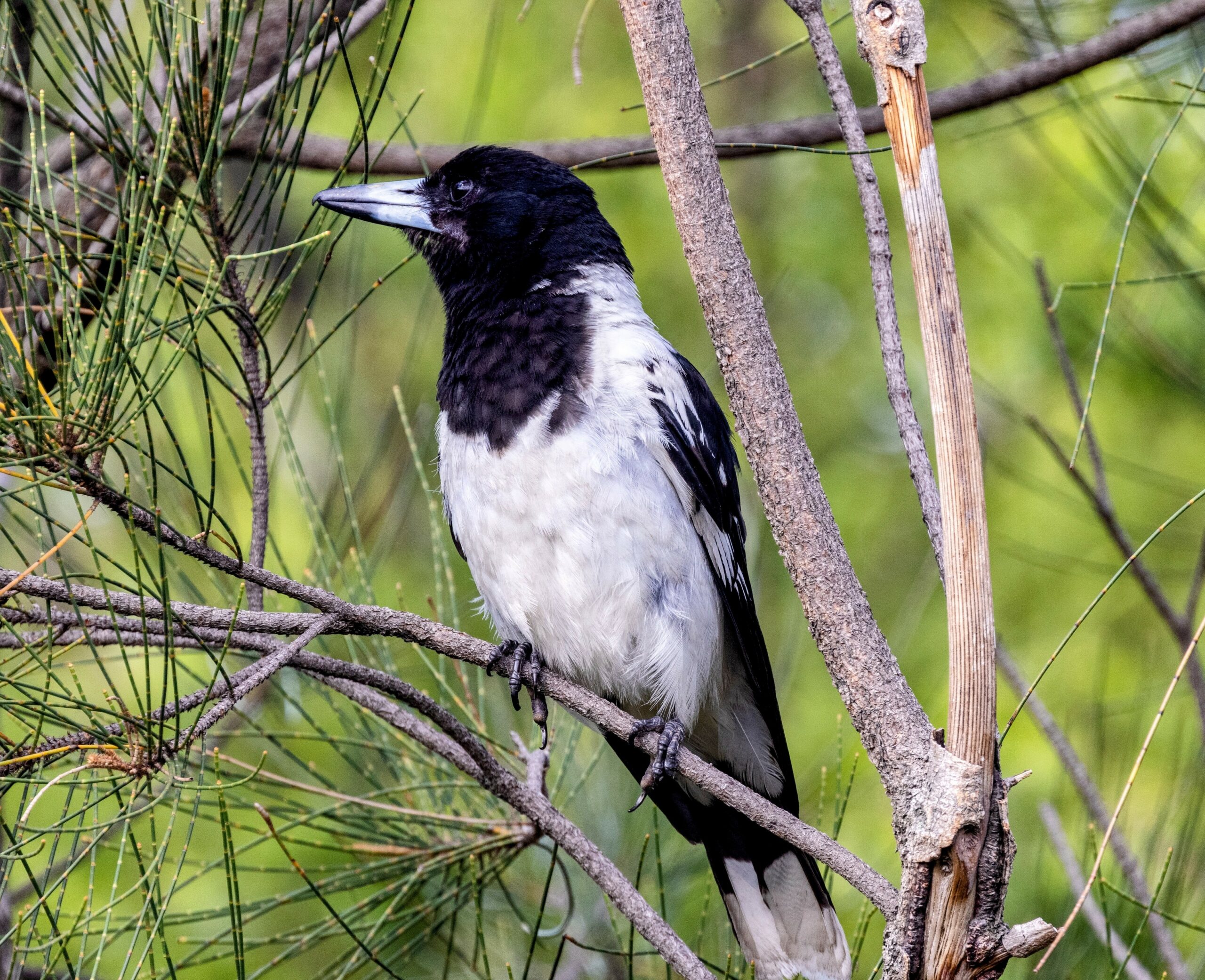Songbirds have some impressive cognitive skills - Earth.com