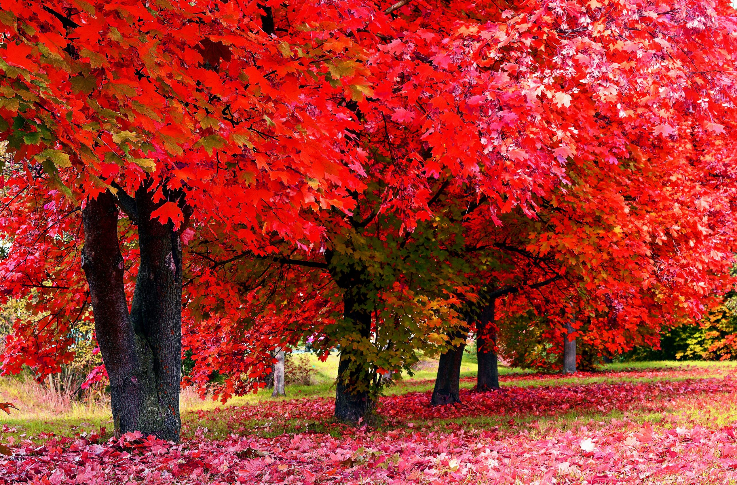 Urban Forests Benefit From Diverse Native Tree Species Earth Urban Forests Benefit From Diverse Native Tree Species Earth