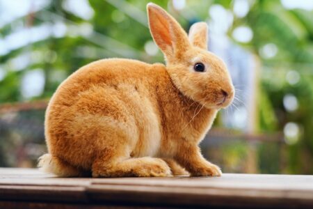 Rabbit virus evolved to become more deadly • Earth.com
