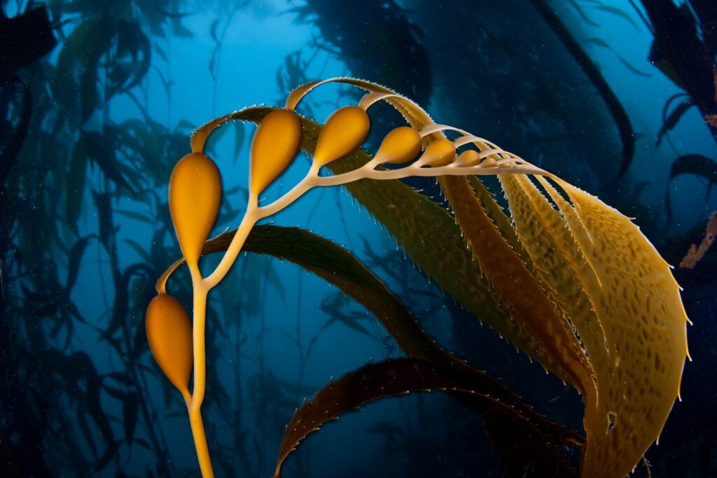 "Warm blob" helped invasive algae wipe out kelp forest • Earth.com