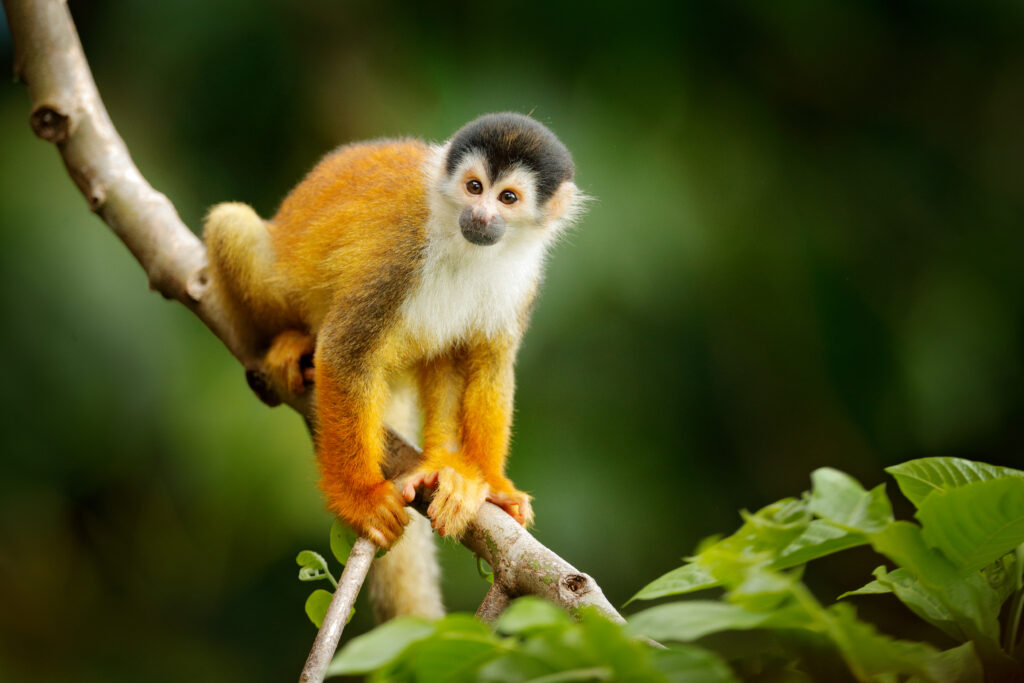 Climate change is driving tree-dwelling primates to the ground • Earth.com