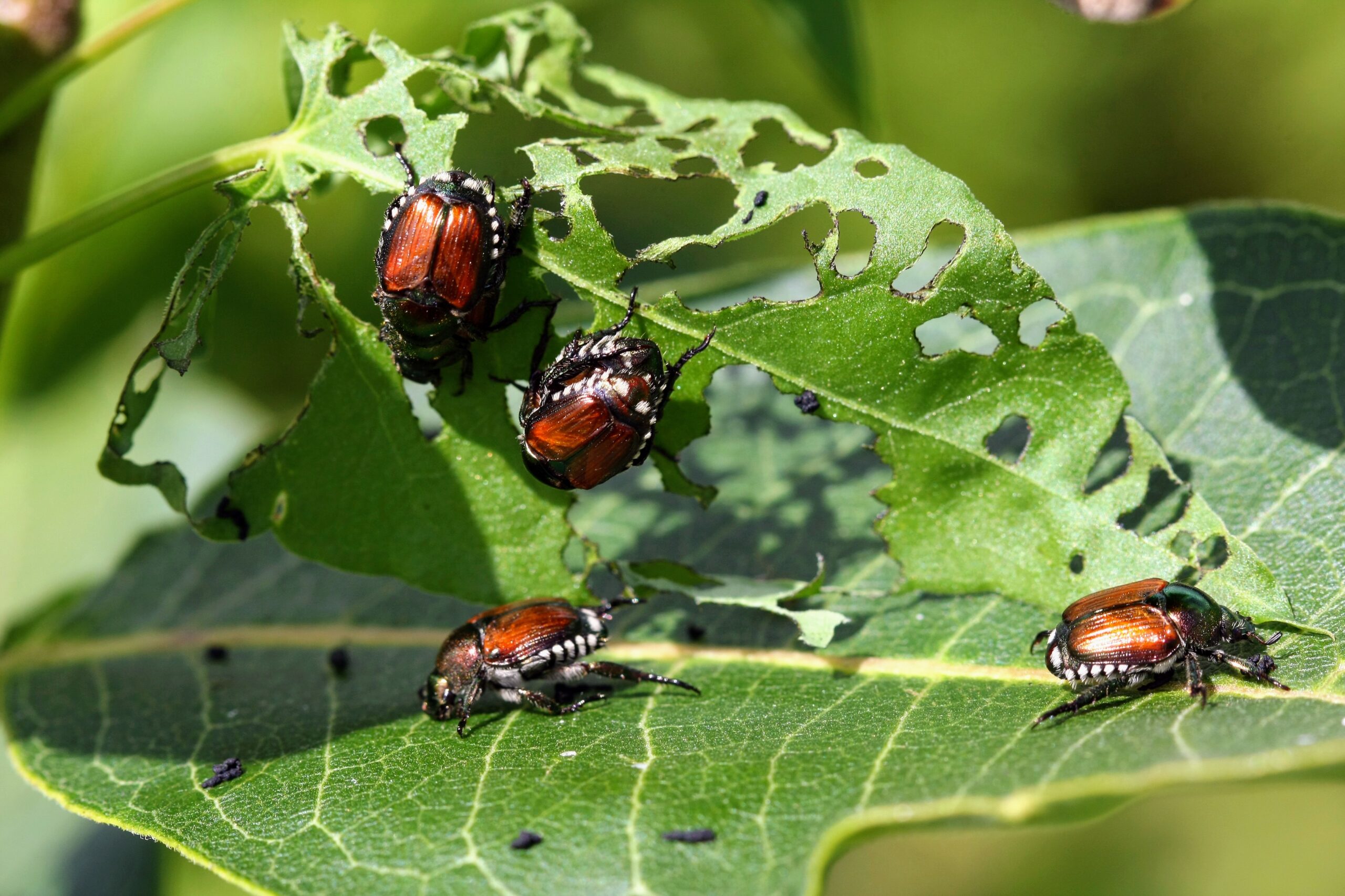 Insect Damage To Plants Is More Severe Now Than Ever Before Earth Insect Damage To Plants Is More Severe Now Than Ever Before Earth