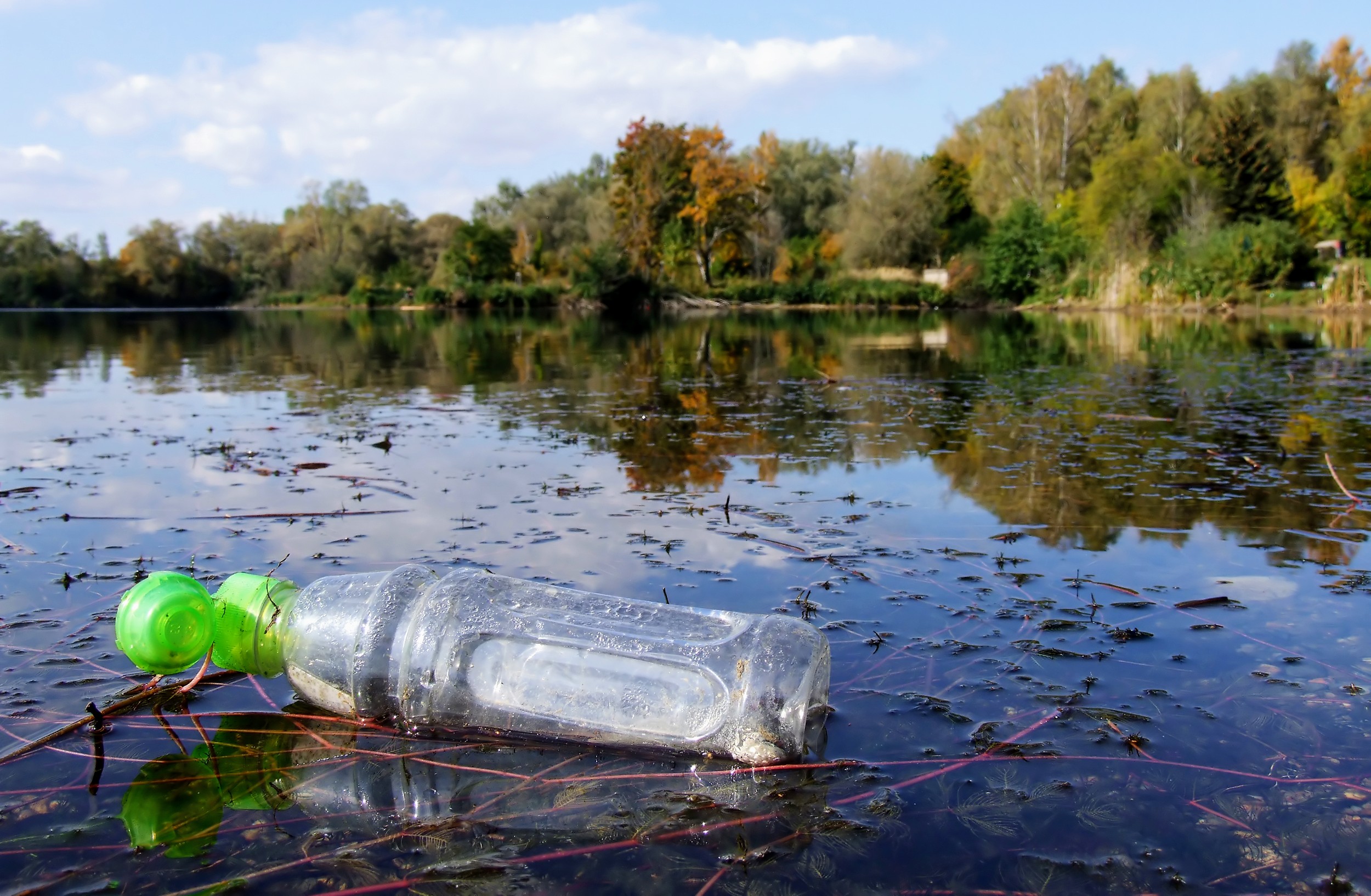 Insect larvae contribute to microplastic pollution - Earth.com