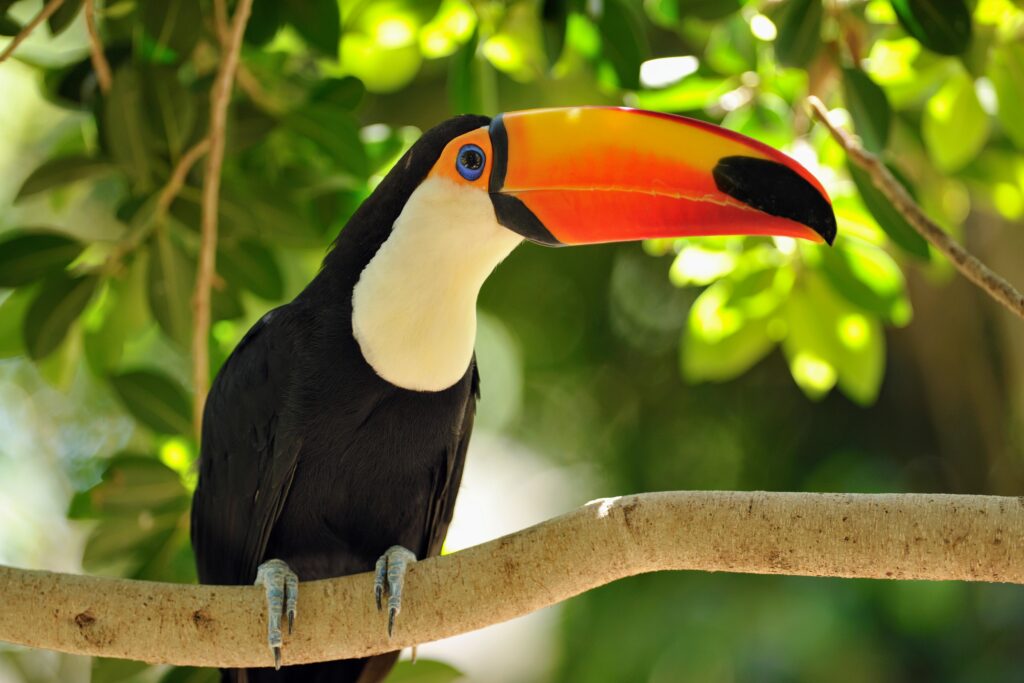 Loss of fruit-eating animals will endanger the Atlantic Forest • Earth.com