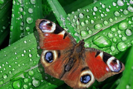 Eyespots on moth wings use optic illusion to deter predators • Earth.com