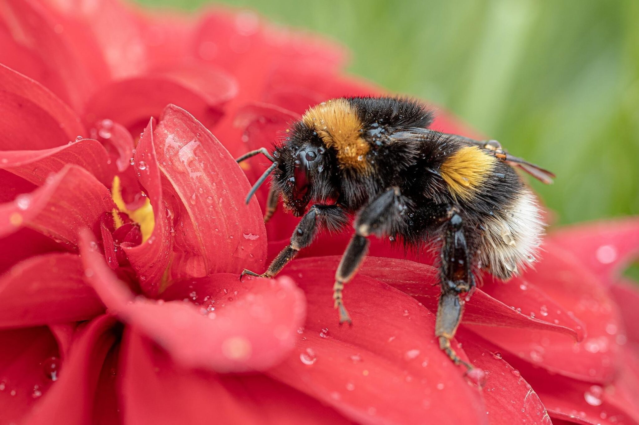 How does the memory of bumblebees work? • Earth.com