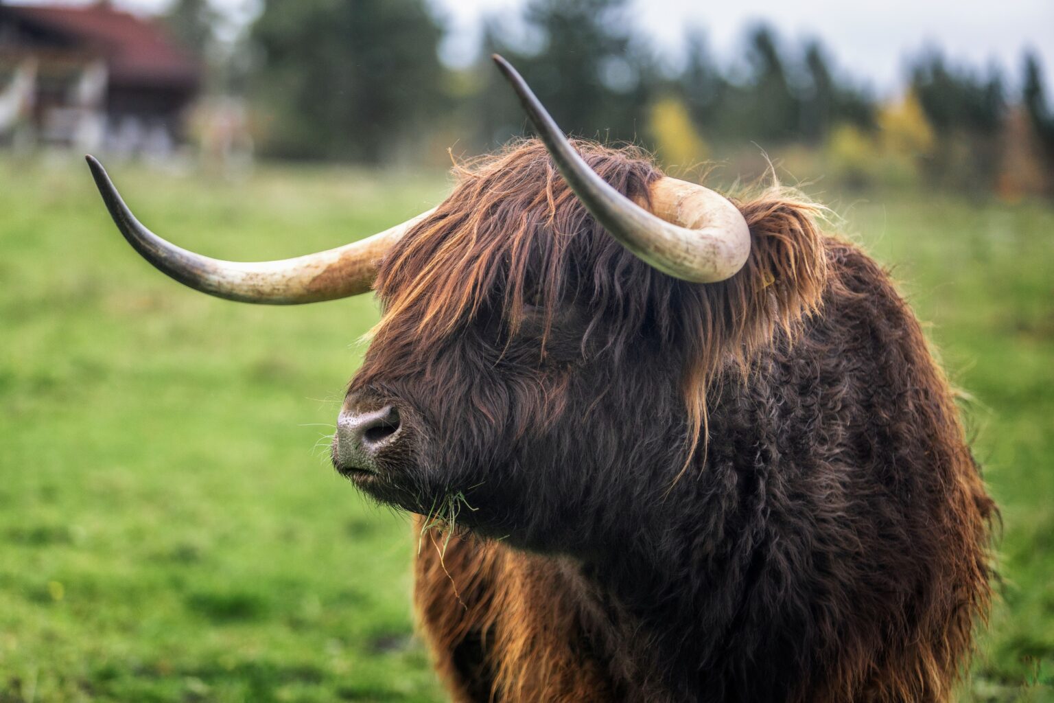 Grazing animals play a key role in stabilizing soil carbon • Earth.com