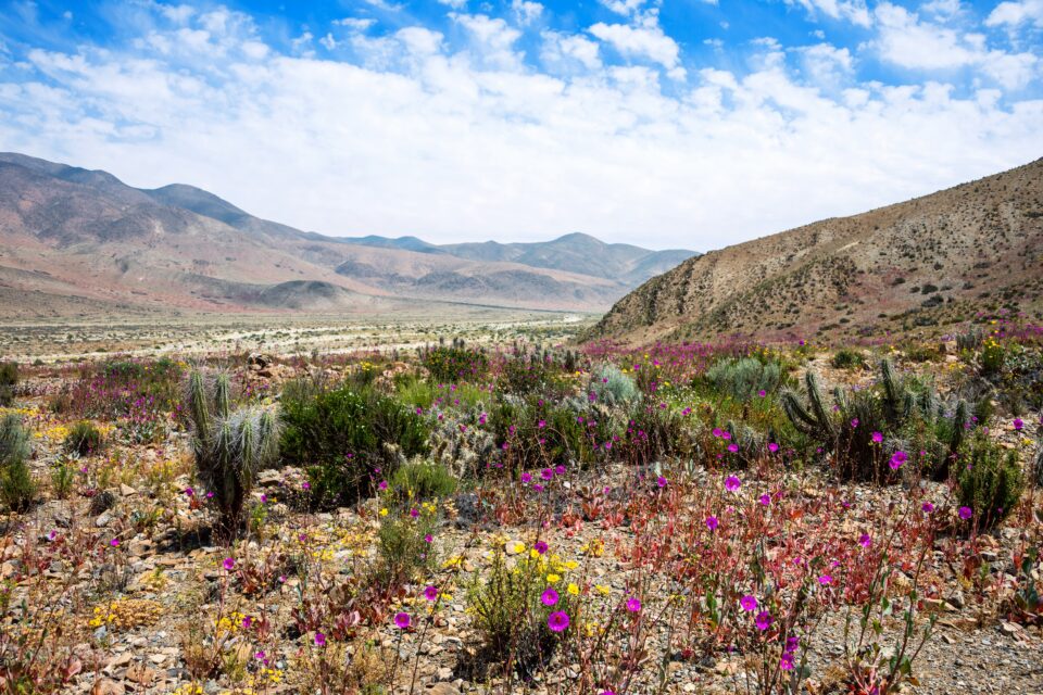 Desert flower diversity is driven by pollinators • Earth.com