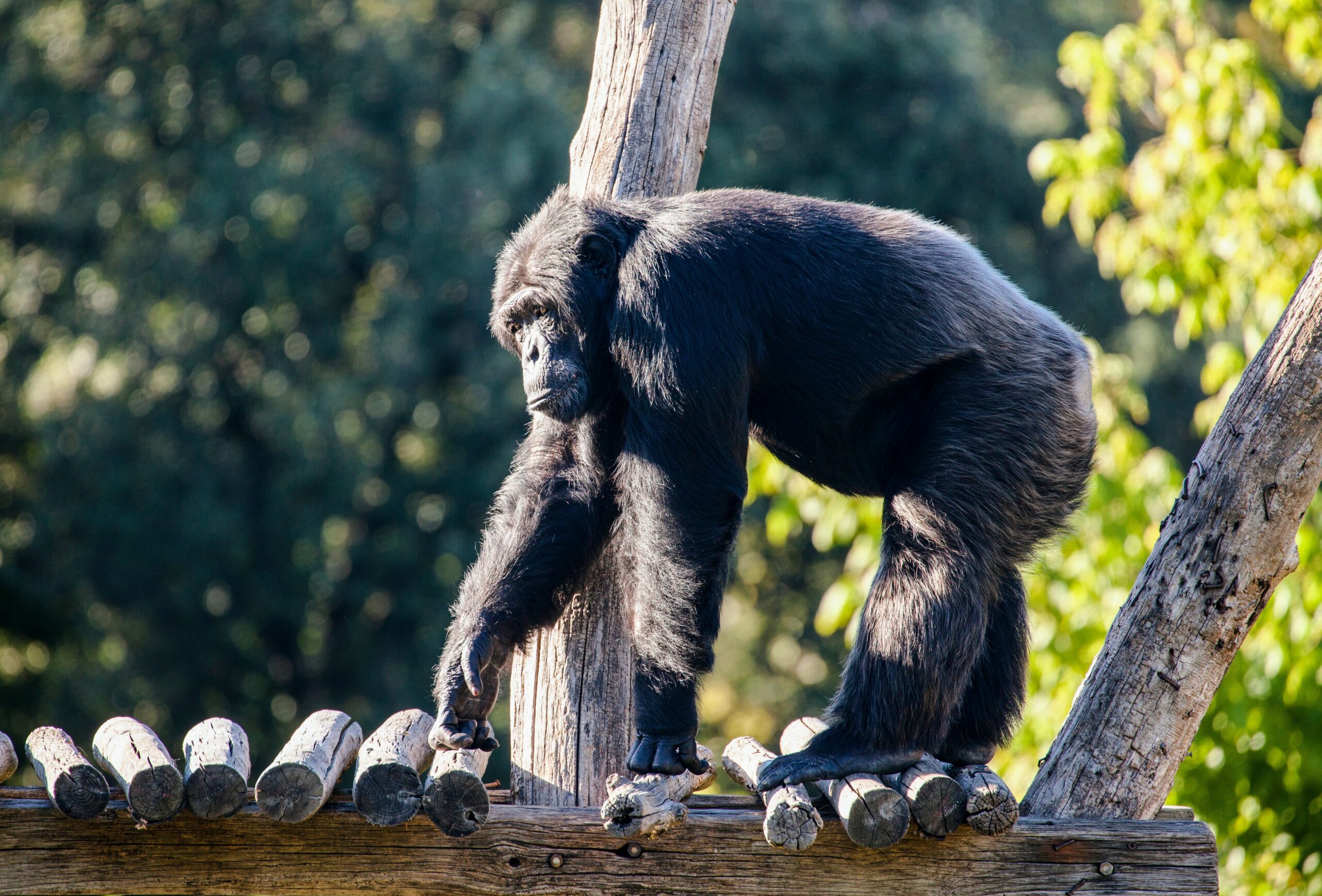 Many European chimps suffer from vitamin D deficiency - Earth.com