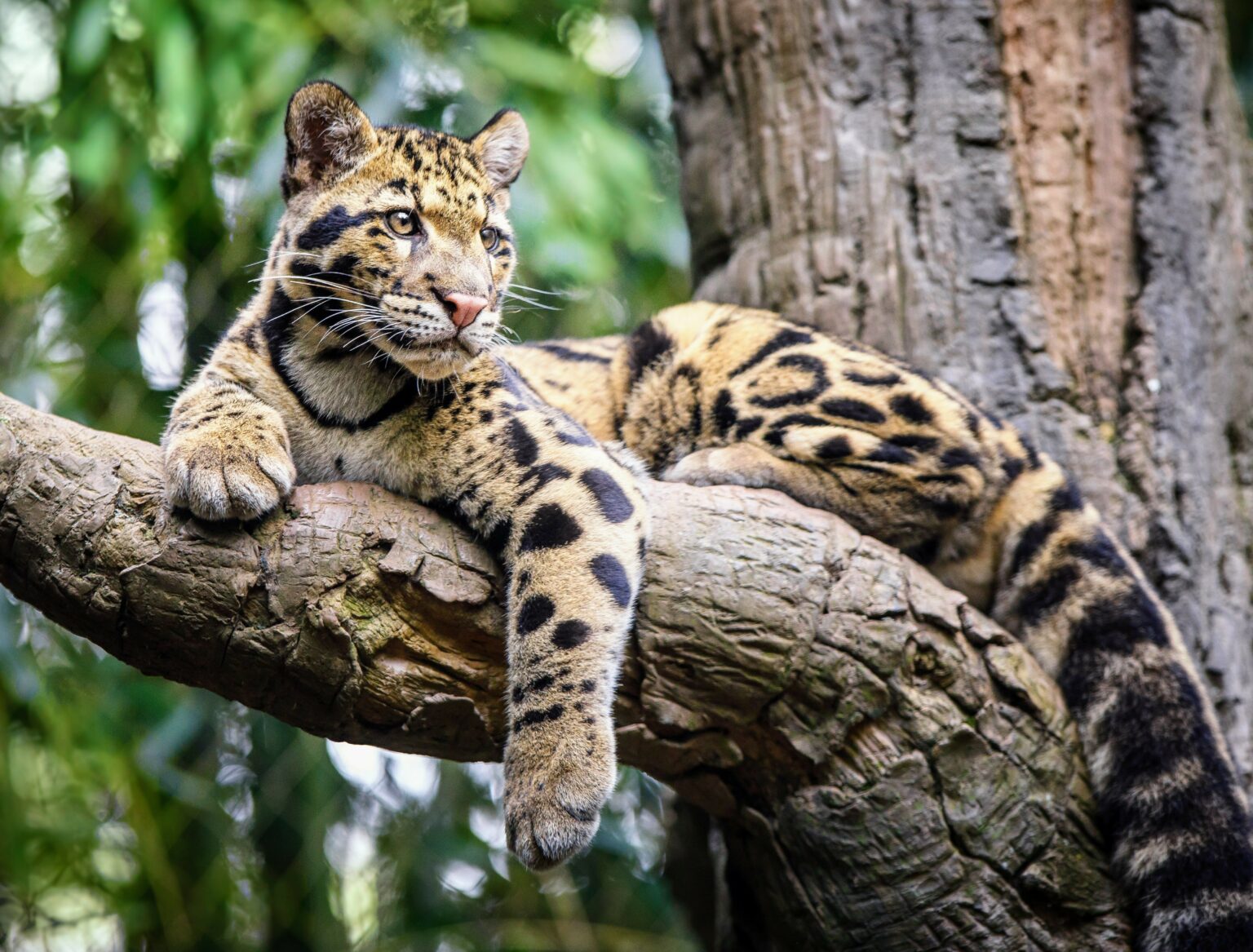 Large Asian animals are successfully coexisting with humans • Earth.com