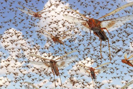 Insect swarms charge the atmosphere with static electricity • Earth.com