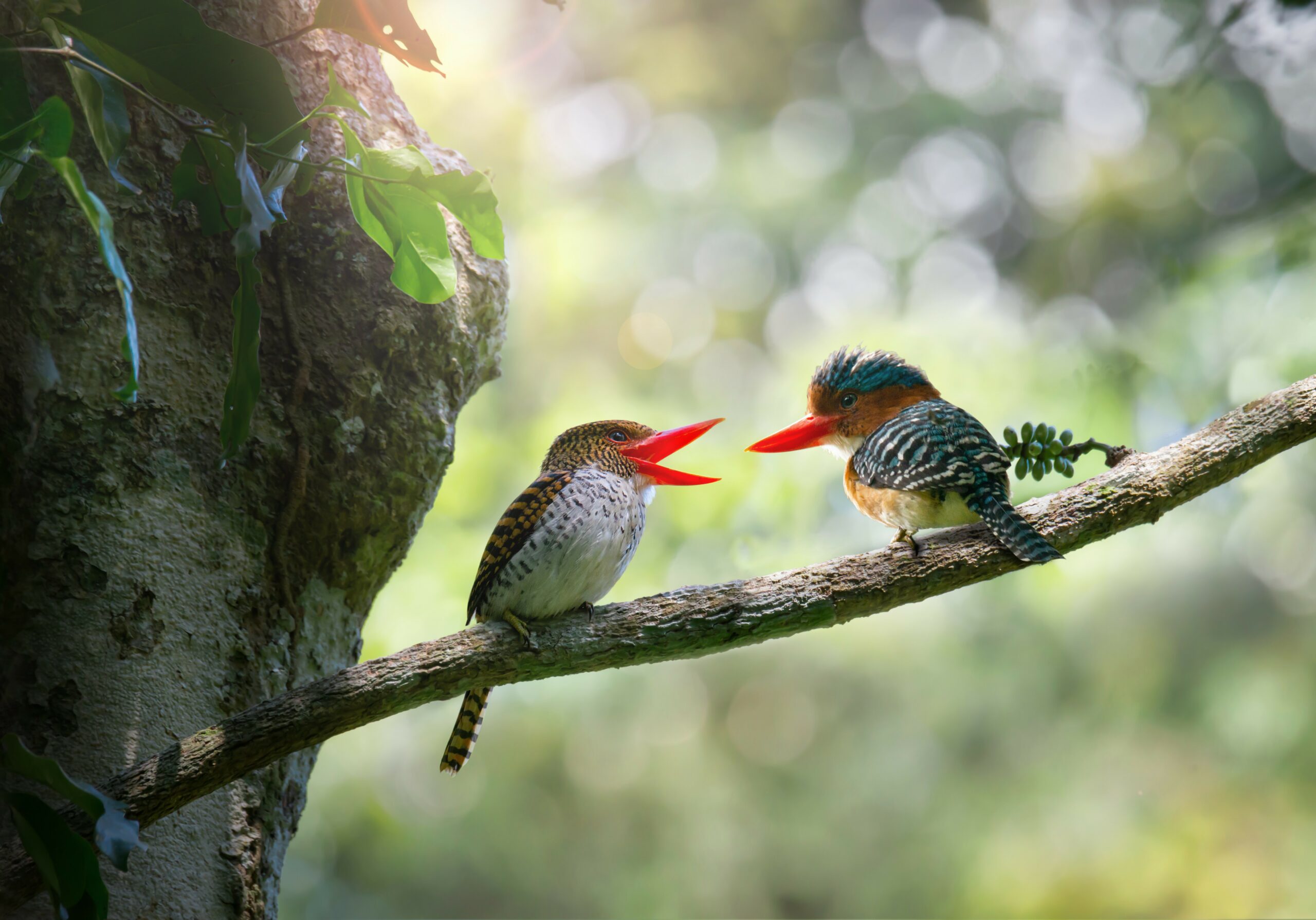 The presence of birds can improve mental health - Earth.com