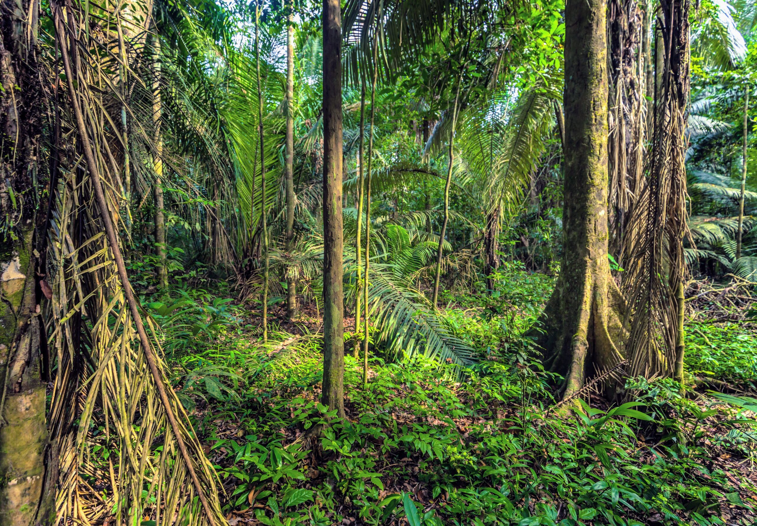 Forests in protected Indigenous lands are healthy and resilient - Earth.com