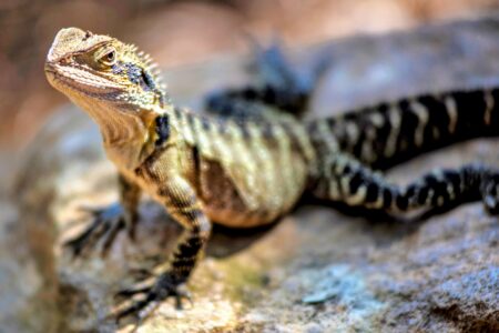 Scottish fossil sheds light on early lizard anatomy • Earth.com