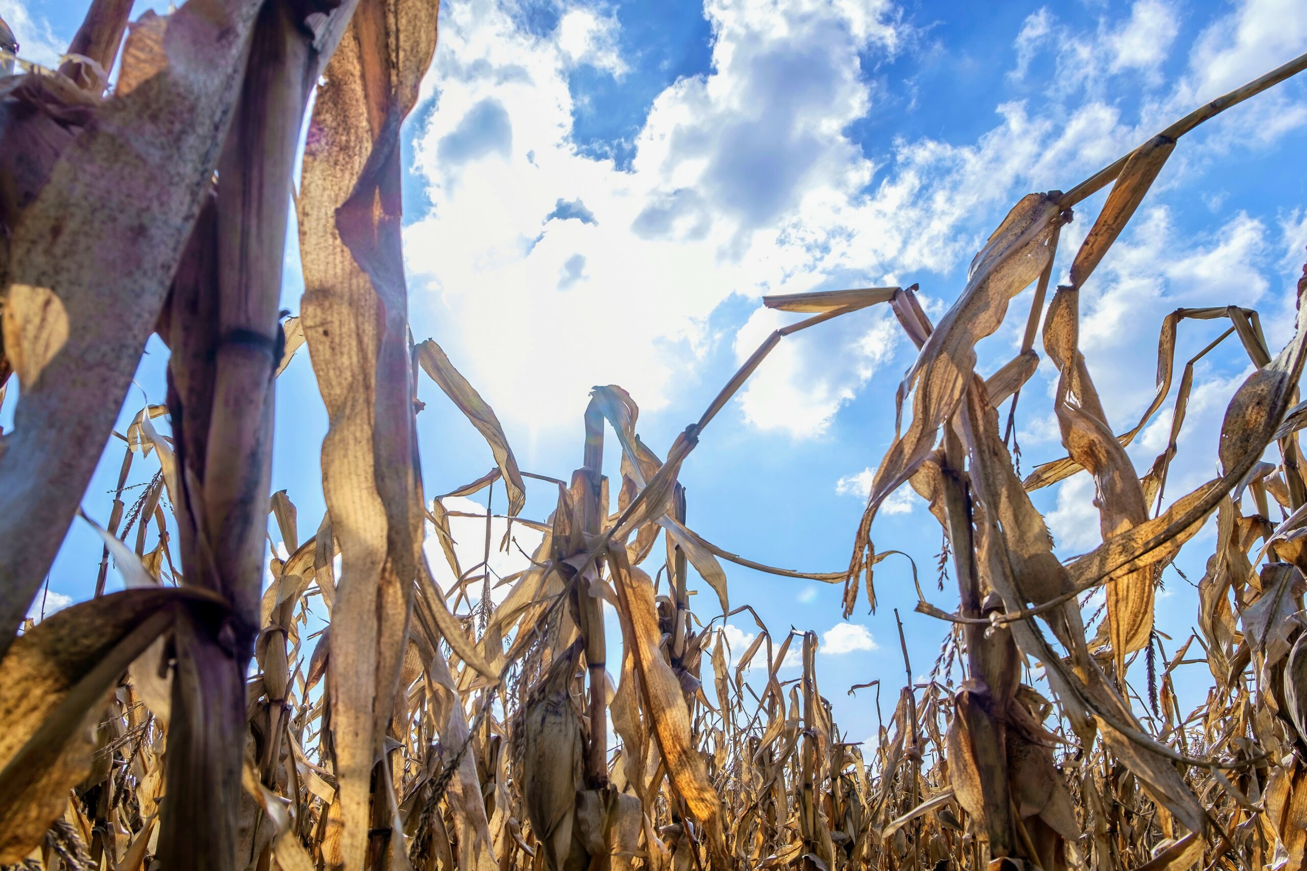 Extreme heatwaves have cost the global economy trillions - Earth.com